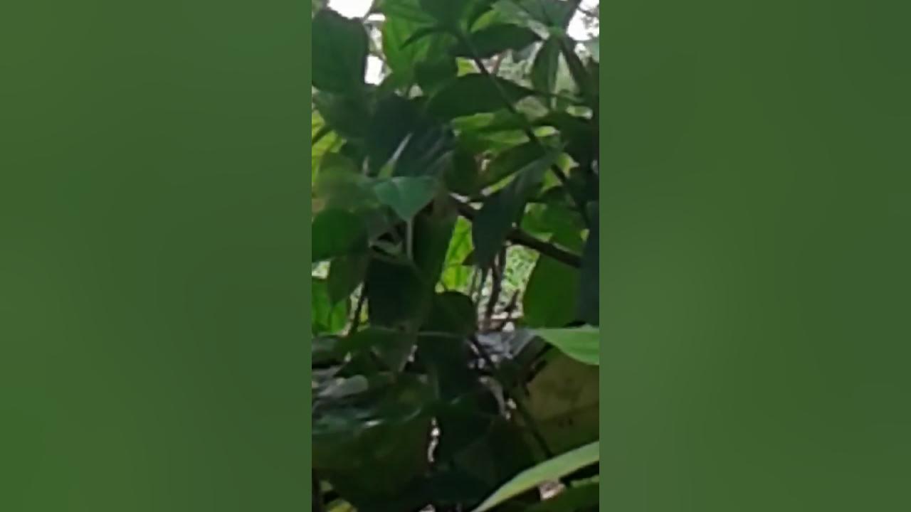 Vidio bokep ngintip cw +cow di semak_semak - YouTube