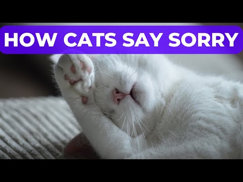 How Cats Say Sorry. 5 Ways Your Cat Apologises