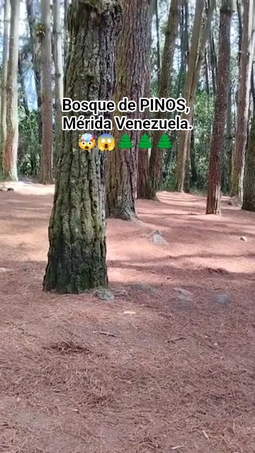 Bosque Pino 😱🌲🤯💚Un lugar para conectar con la #naturaleza. Mérida ...