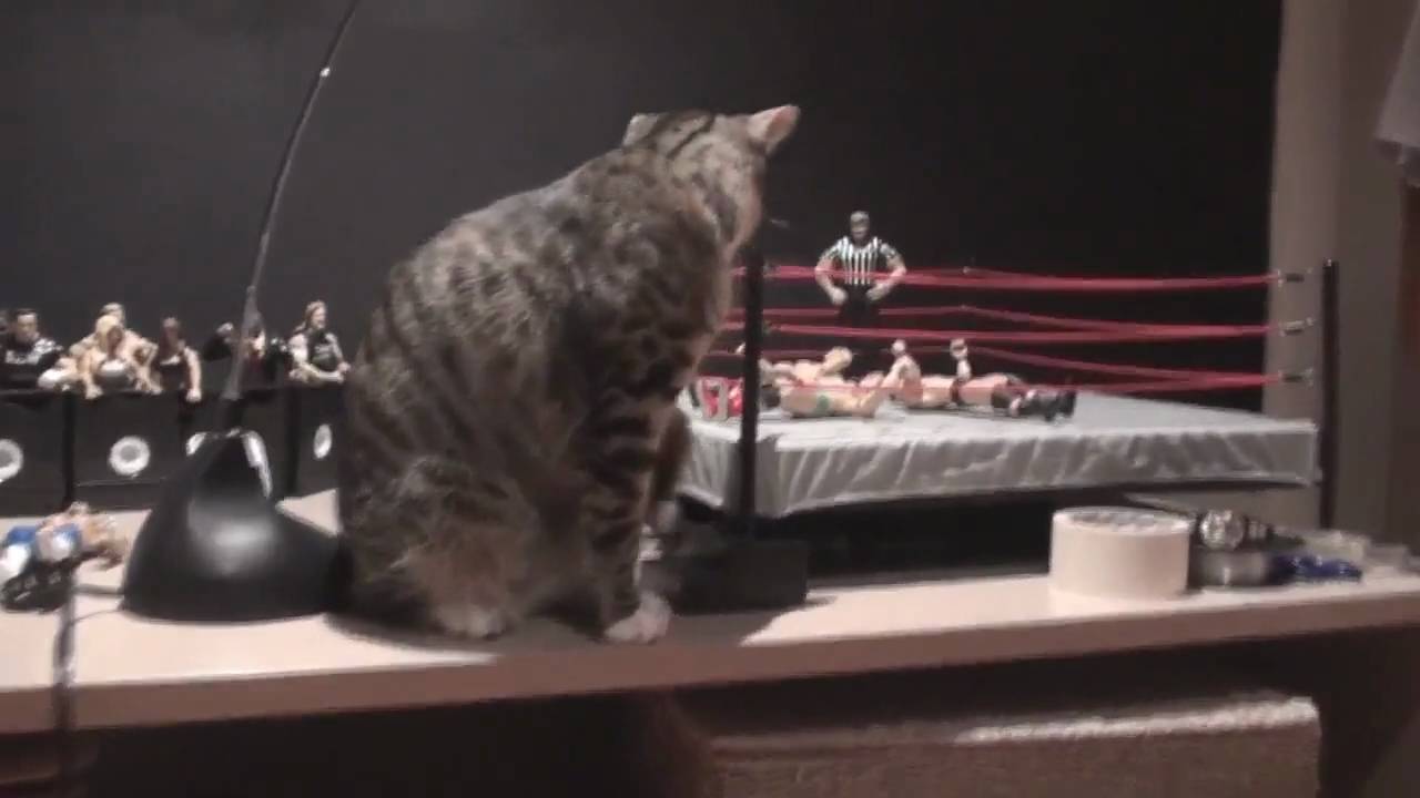 Kelly The Cat - YouTube