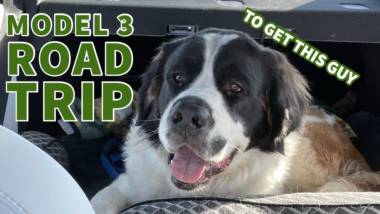 Tesla Model 3 Colorado Road Trip To Collect Giant Foster Dog - YouTube