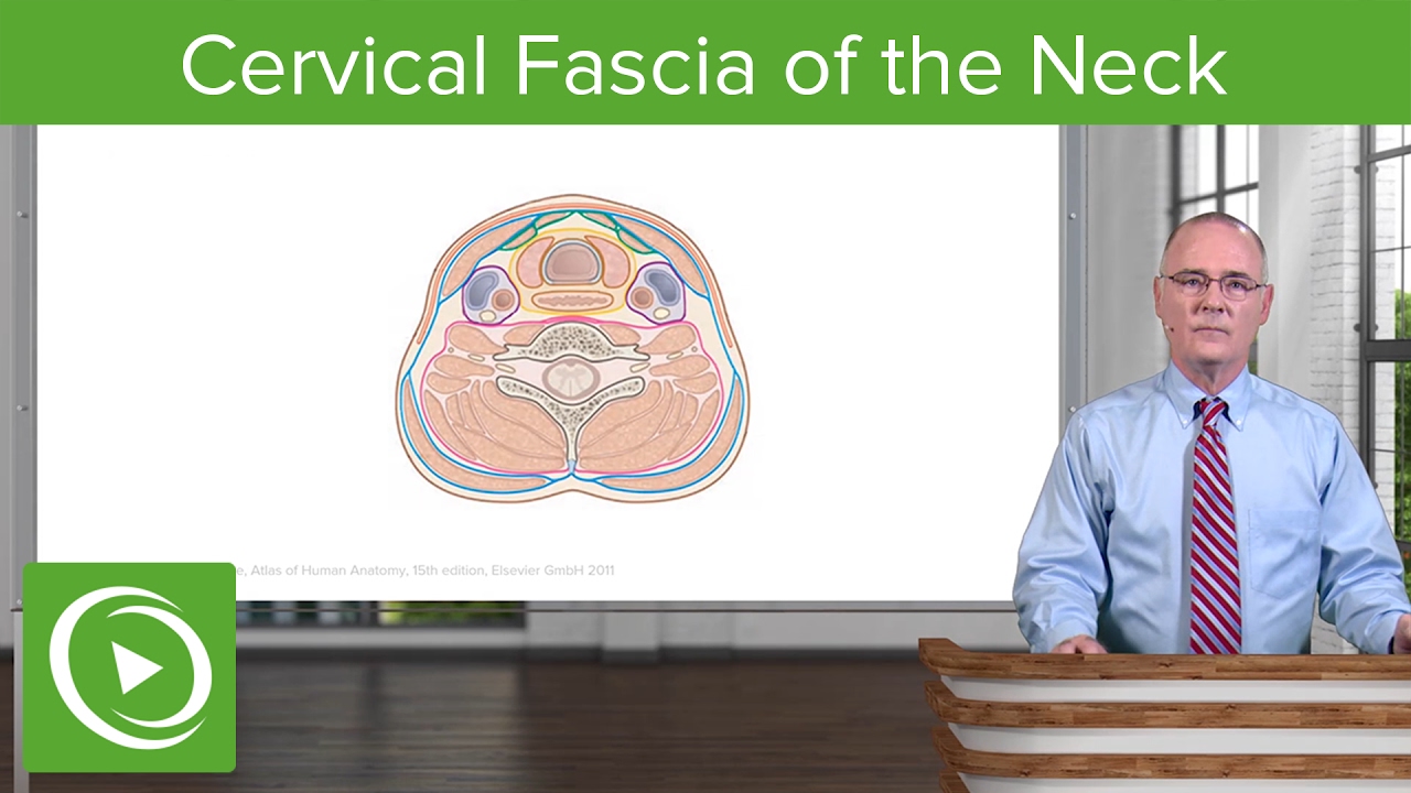 Neck: Cervical Compartments & Cervical Fascia – Brain & Nervous System ...