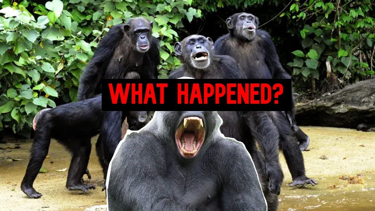 When Gorilla's and Chimpanzee's Went To War - YouTube