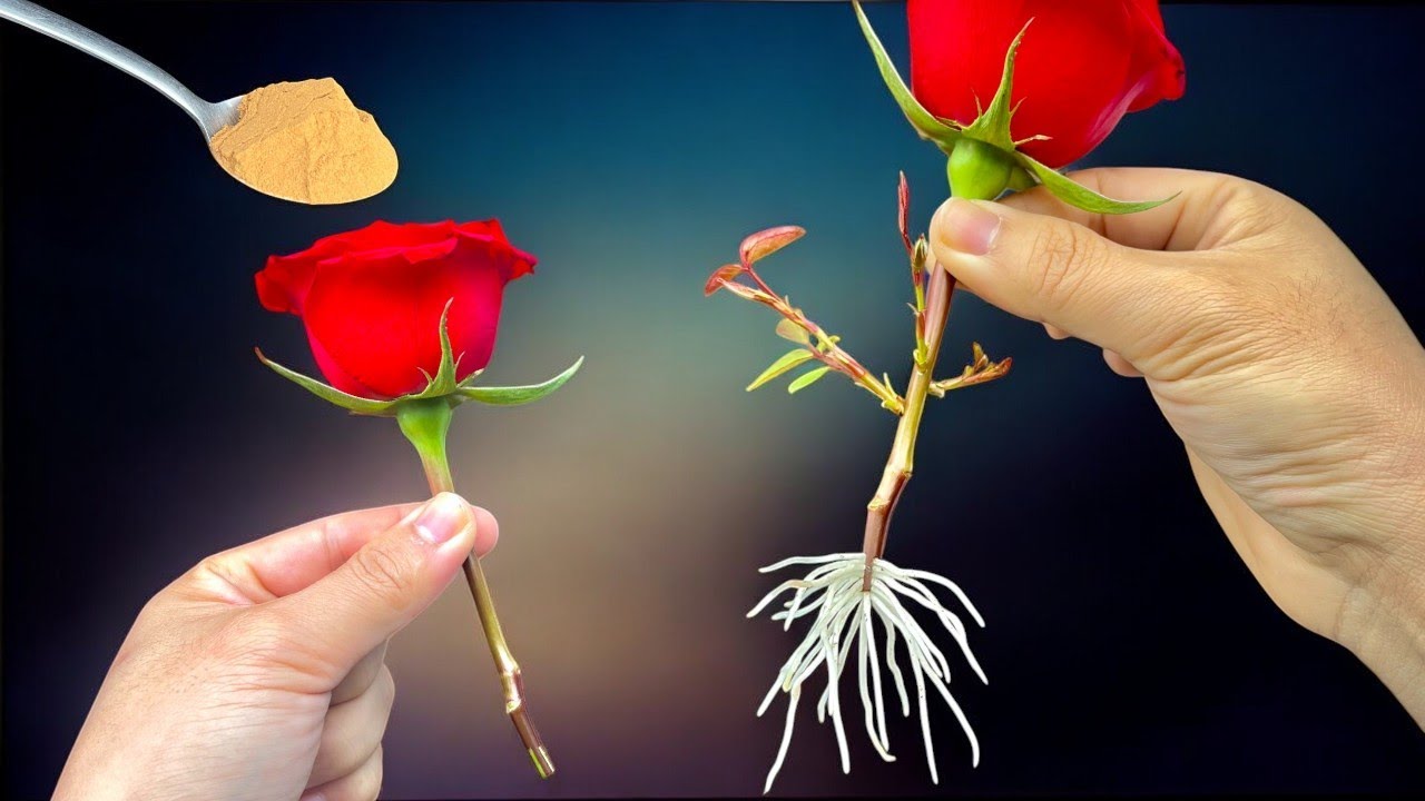 Just 1 teaspoon of cinnamon powder makes roses germinate and take root ...