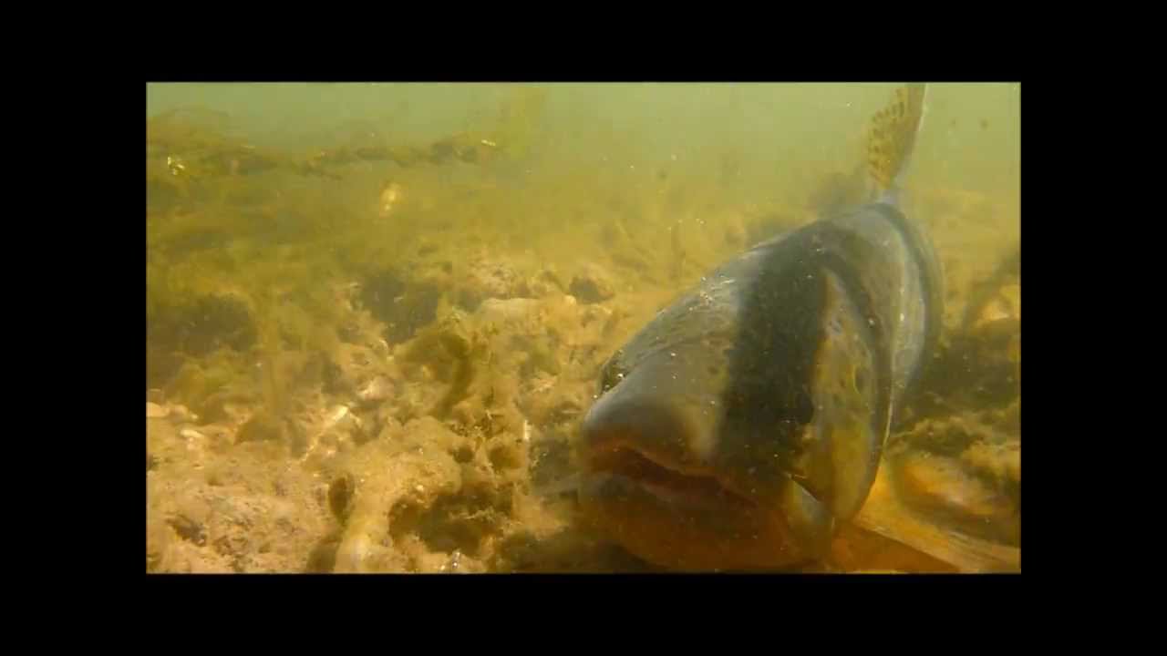 2013 Driftless Area Fly Fishing: The Year in 9:04 - YouTube