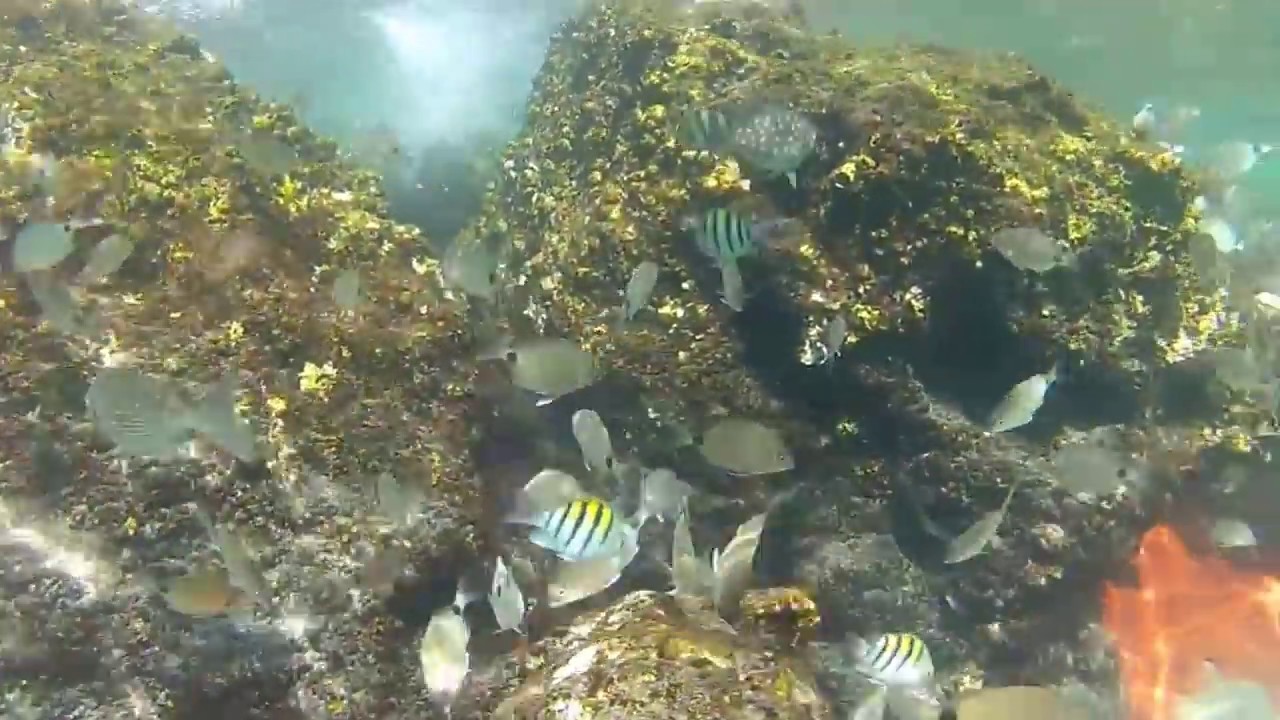 Red Reef Park - Boca Raton - FL - 2015 - YouTube