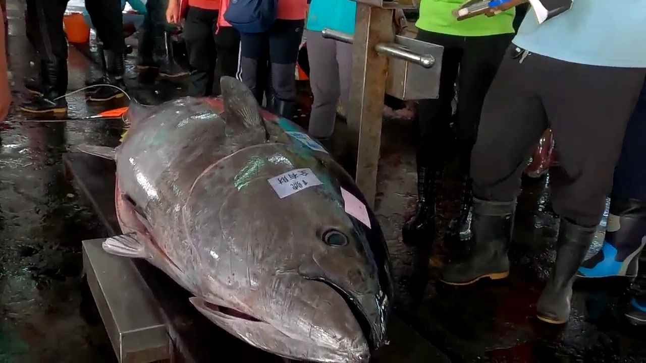 500 Pound Giant Bluefin Tuna Cutting - Amazing Cutting Skills - YouTube