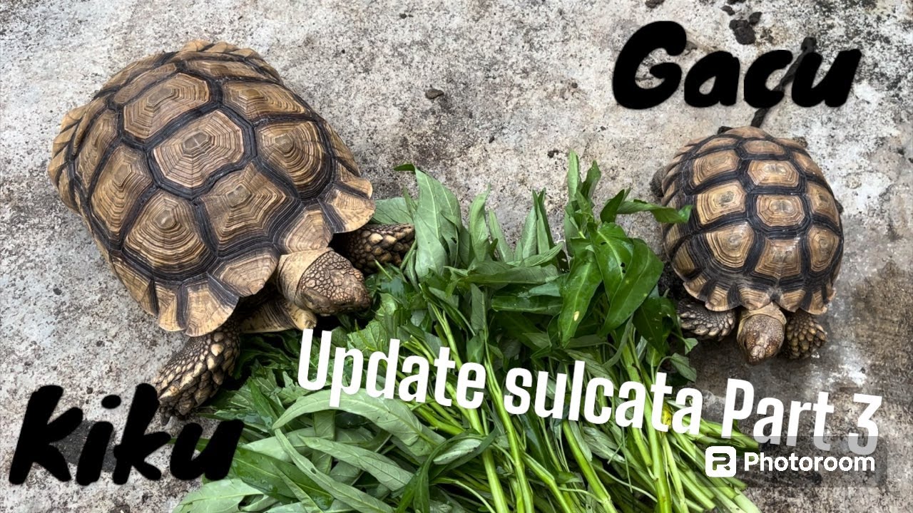 Cara memberikan makan sulcata dan perawatannya | Update informasi ...