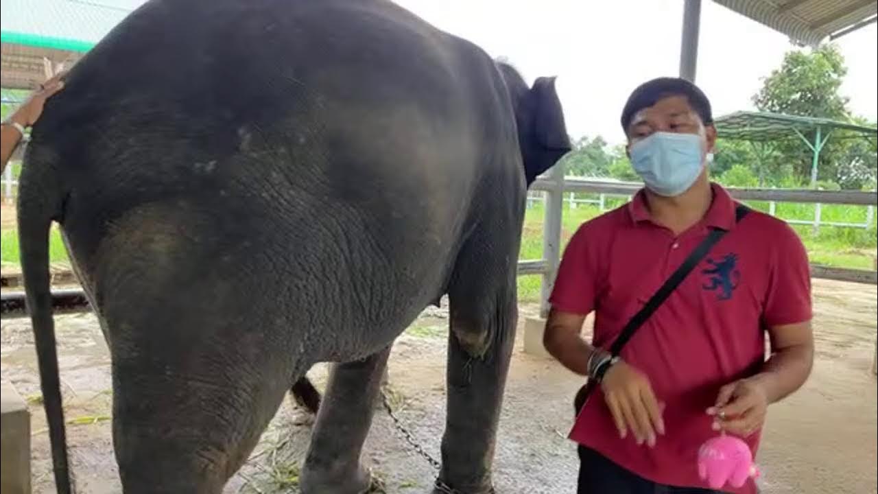 ควาญใหม่คือ ️สิงหลายทำอะไร 😂elephant - YouTube