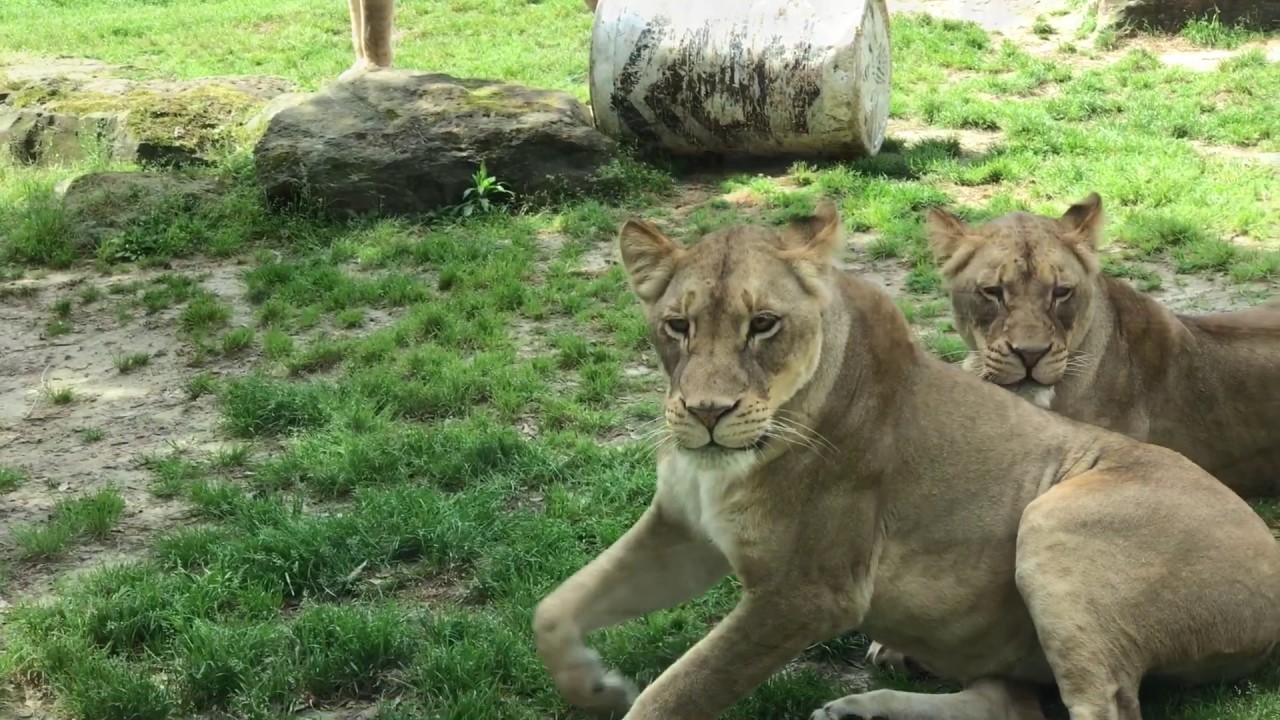 Caldwell Zoo Tyler Texas - YouTube