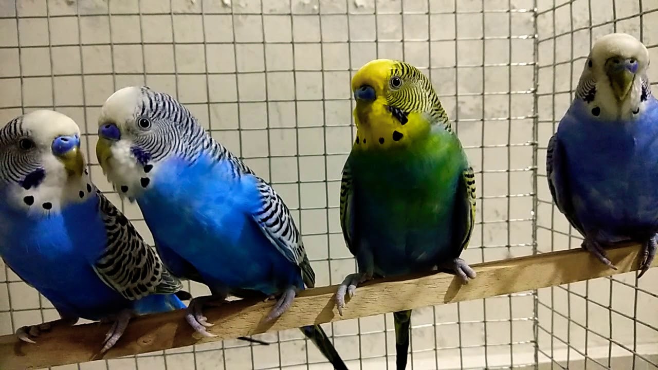 Colourful Bird Parrots chirping singing & playing together sparrow ...
