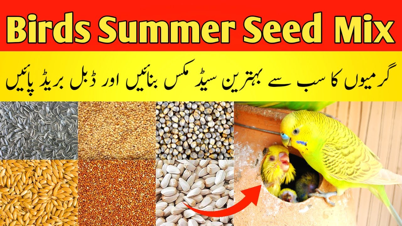 Summer Season Seed Mix | Best seed mix for birds in summer | Healthy ...