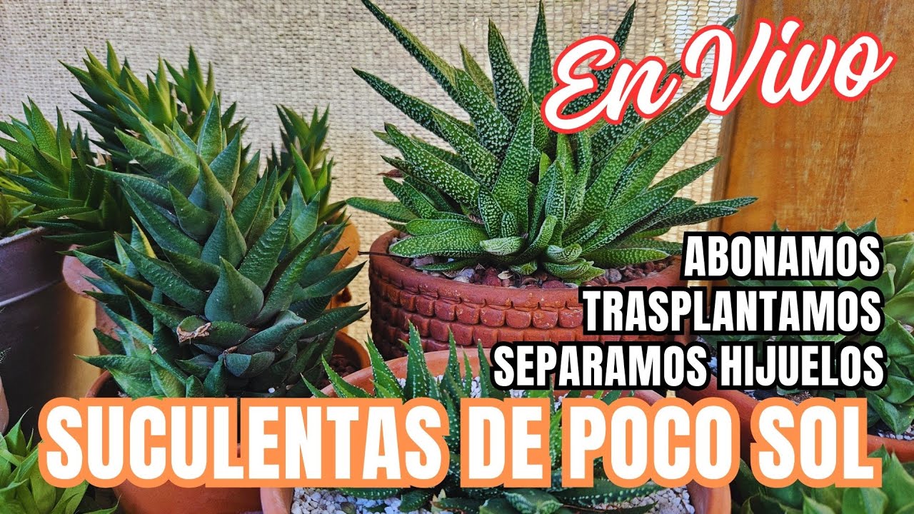 SUCULENTAS DE POCO SOL: Trasplantamos, separamos hijuelos y abonamos en ...