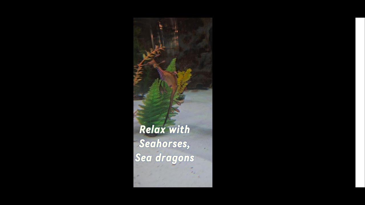 Relax with Seahorses and Sea dragons - YouTube