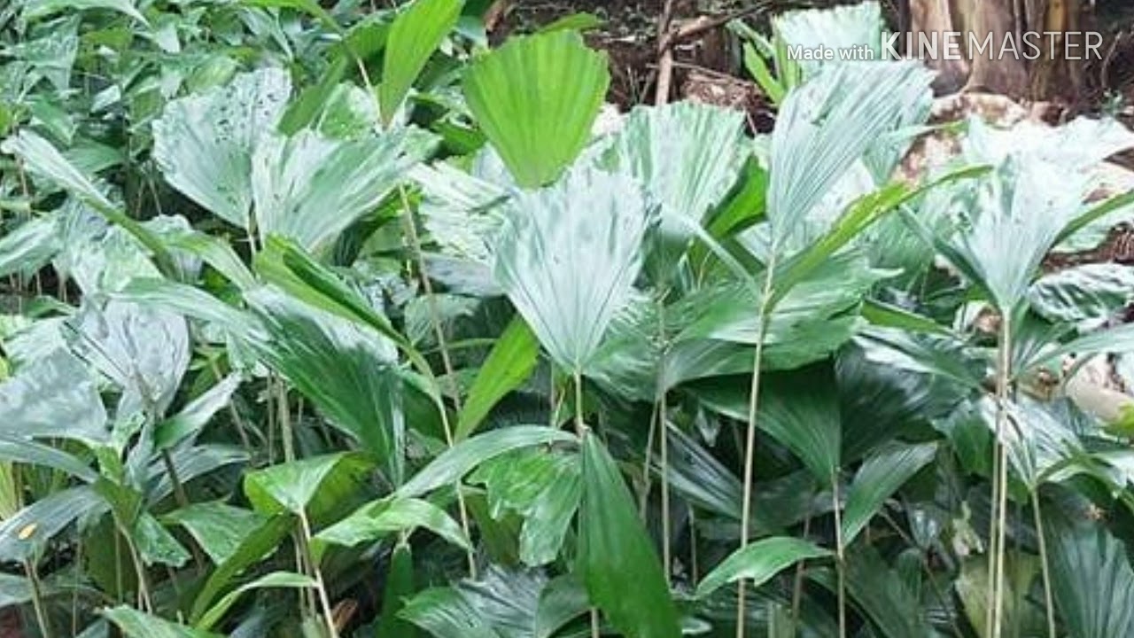 Jual bibit aren 0823-2868-5999 - YouTube