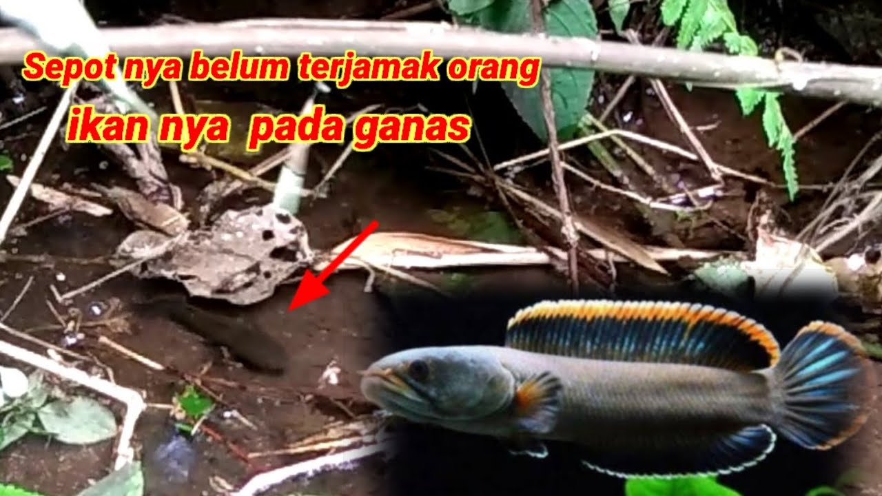 Mantap.!Mancing Ikan Gabus Hias Channa Limbata /Kotes||Fishing - YouTube