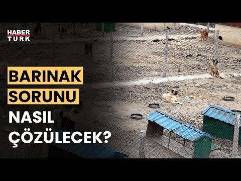 Veteriner hekimlere nasıl bir görev düşüyor? Prof. Dr. Hasan Alpak anlattı