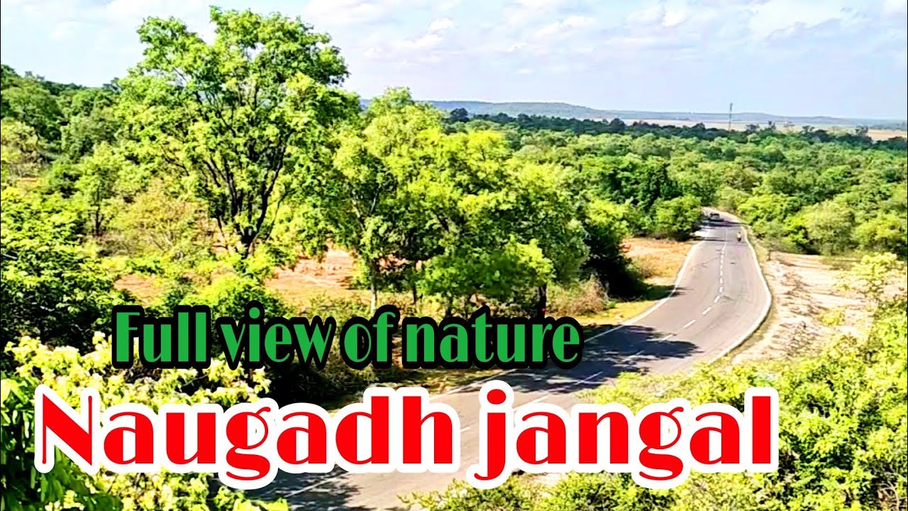 FULL VIEW OF NATURE NAUGADH JANGAL II नौगढ़ के जंगल का नजारा - YouTube