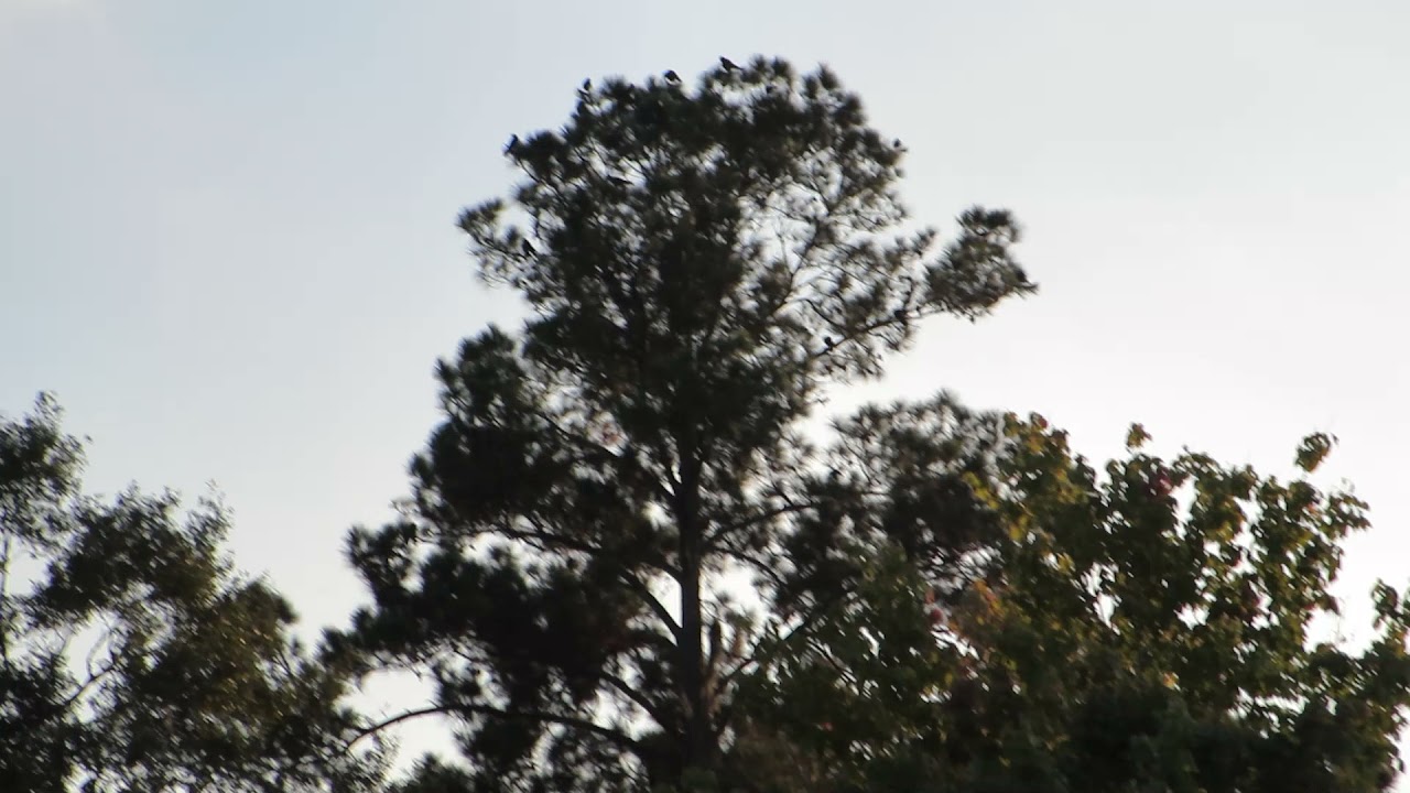Crows in Savannah Georgia - YouTube