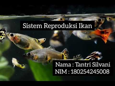 Sistem Reproduksi Ikan - YouTube