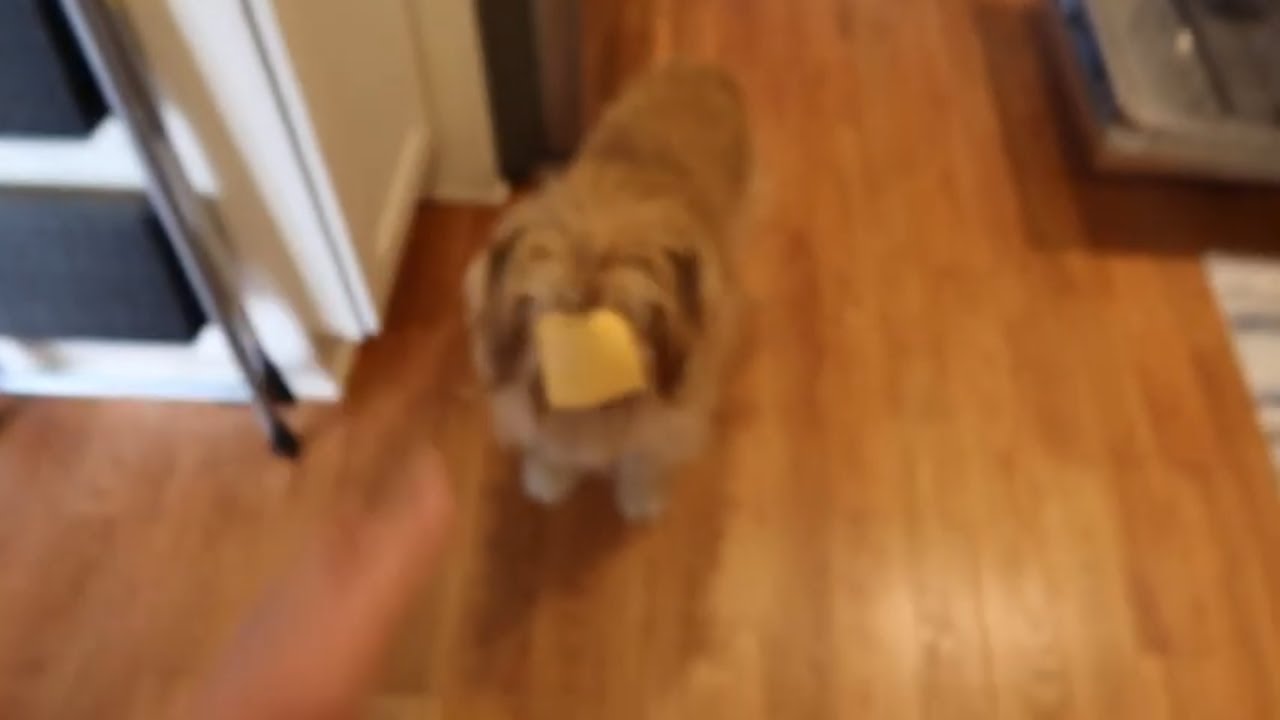 Throwing Cheese On A Dog - YouTube