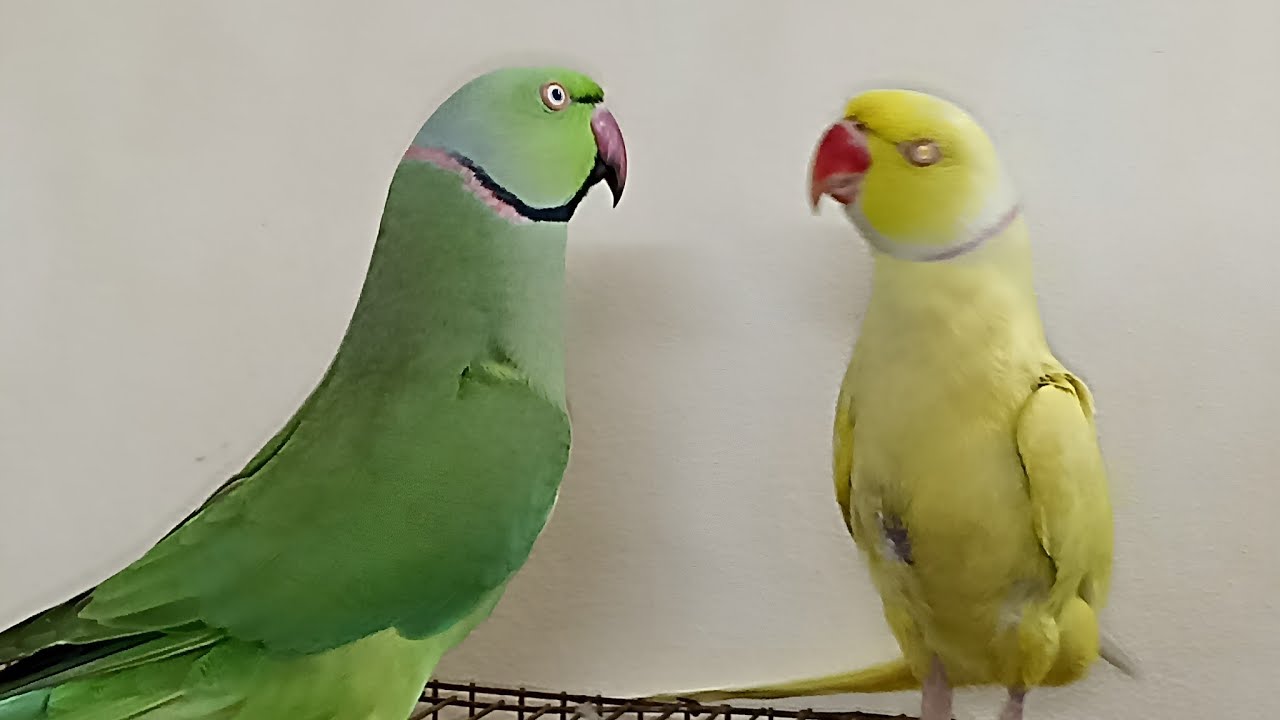 Talking dancing parrot||amazing dancing parrot|| - YouTube