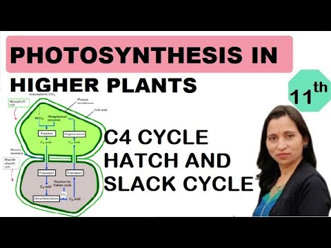 C4 CYCLE | HATCH AND SLACK CYCLE | - YouTube