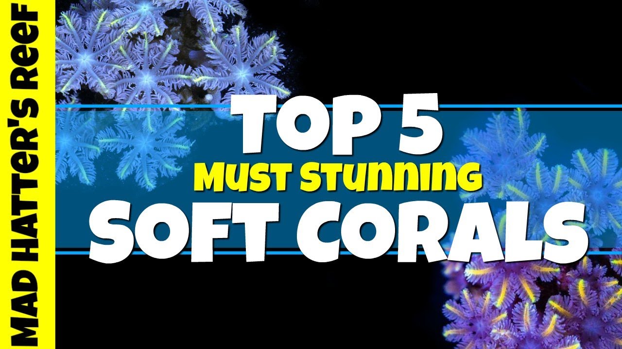 Top 5 Must Stunning Soft Corals - YouTube
