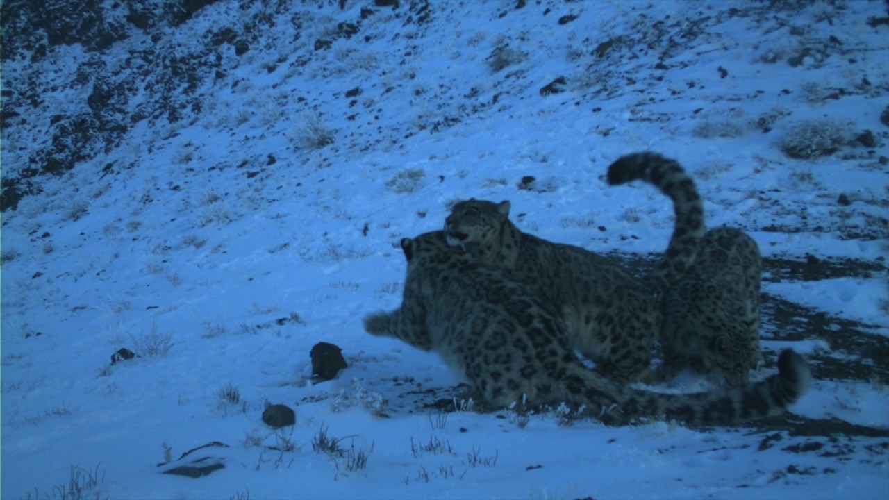 A Wild Snow Leopard Family in Tost - YouTube