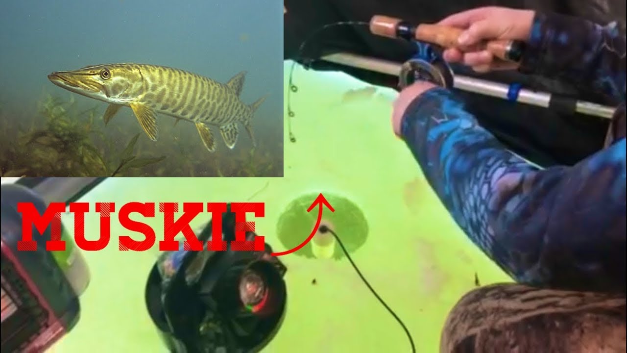 MUSKIE ON catch and cook episode 2 - YouTube