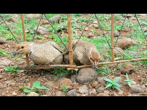 शिकार के लिए amazing video😍|| teetar shikar video || teetar ki awaaz || एक साथ 5 तीतर फँसाये