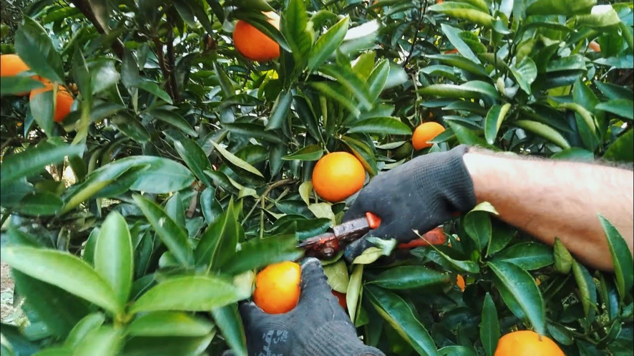 Be with the farmer to pick tangerines.👨‍🌾🤩 #farmtime - YouTube