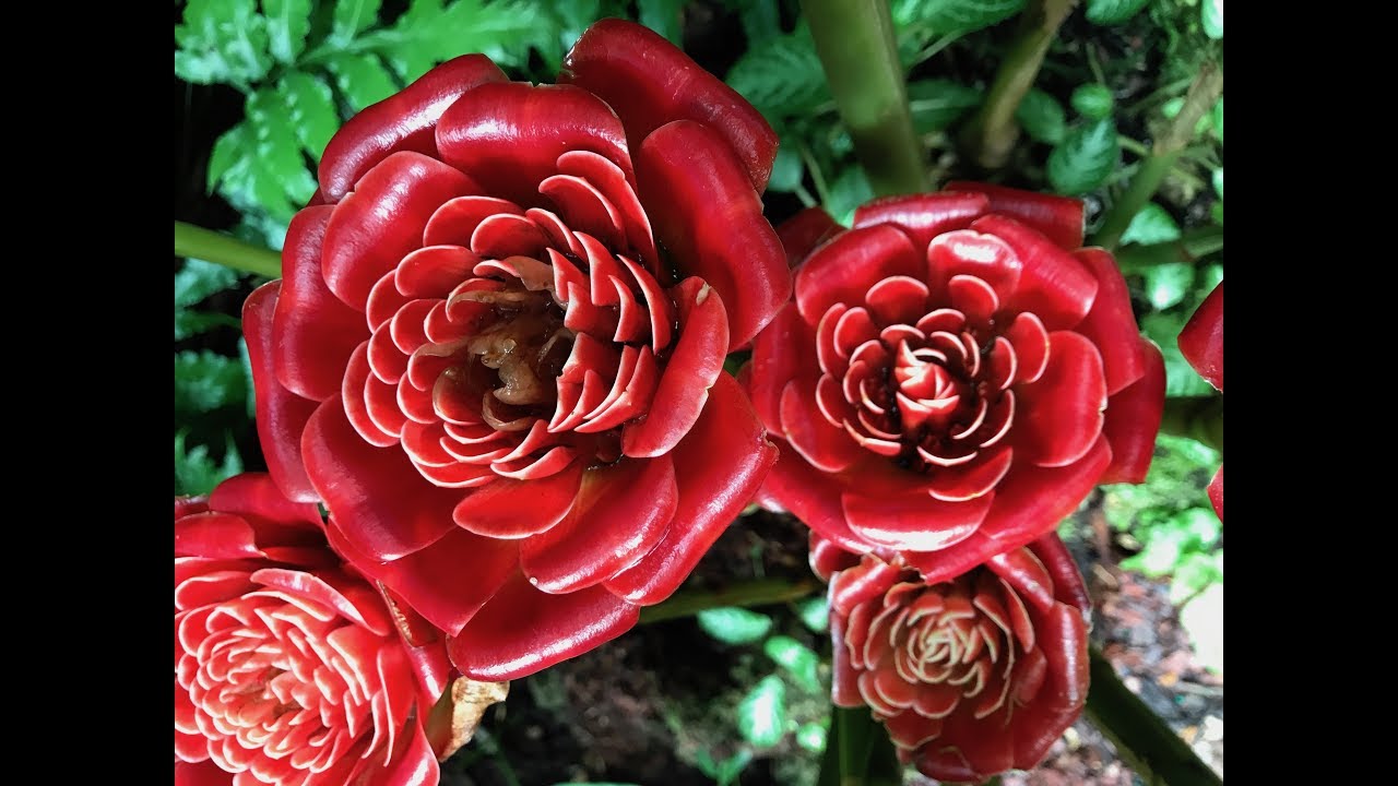 Fairchild Botanical Garden | Mango Festival - YouTube