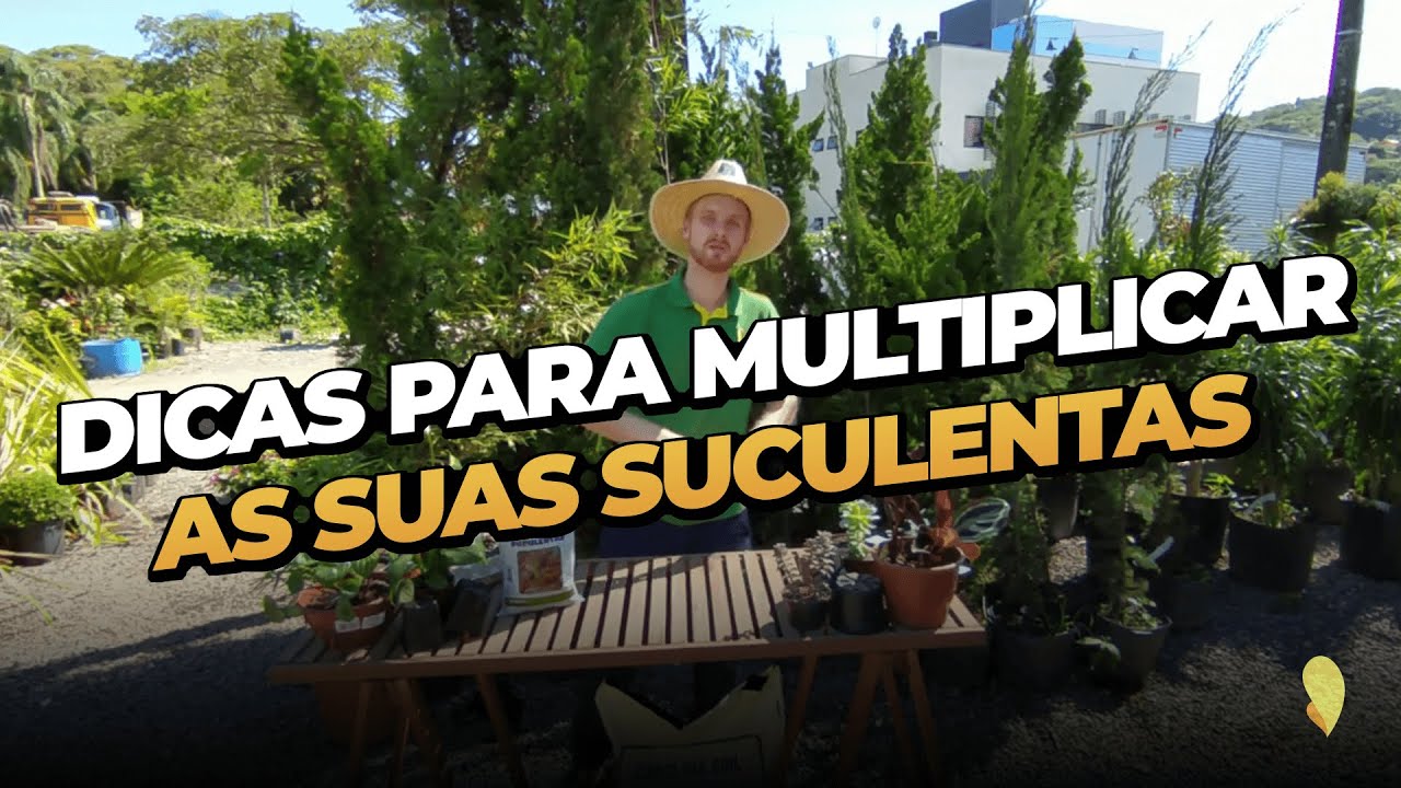 #SEXTADADICA - Como Multiplicar suas Suculentas (Dicas) Agroflora ...