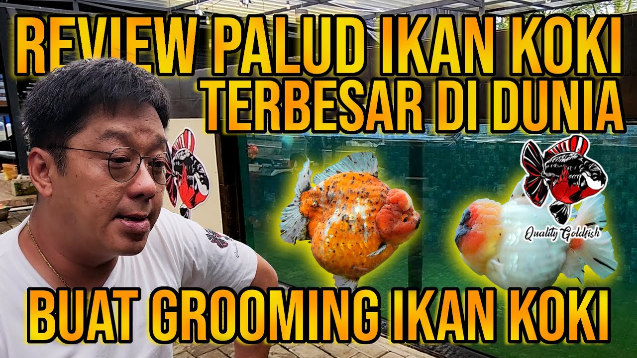REVIEW PALUD KOKI TERBESAR DI DUNIA ‼️ UNTUK GROOMING IKAN KOKI ‼️ ...