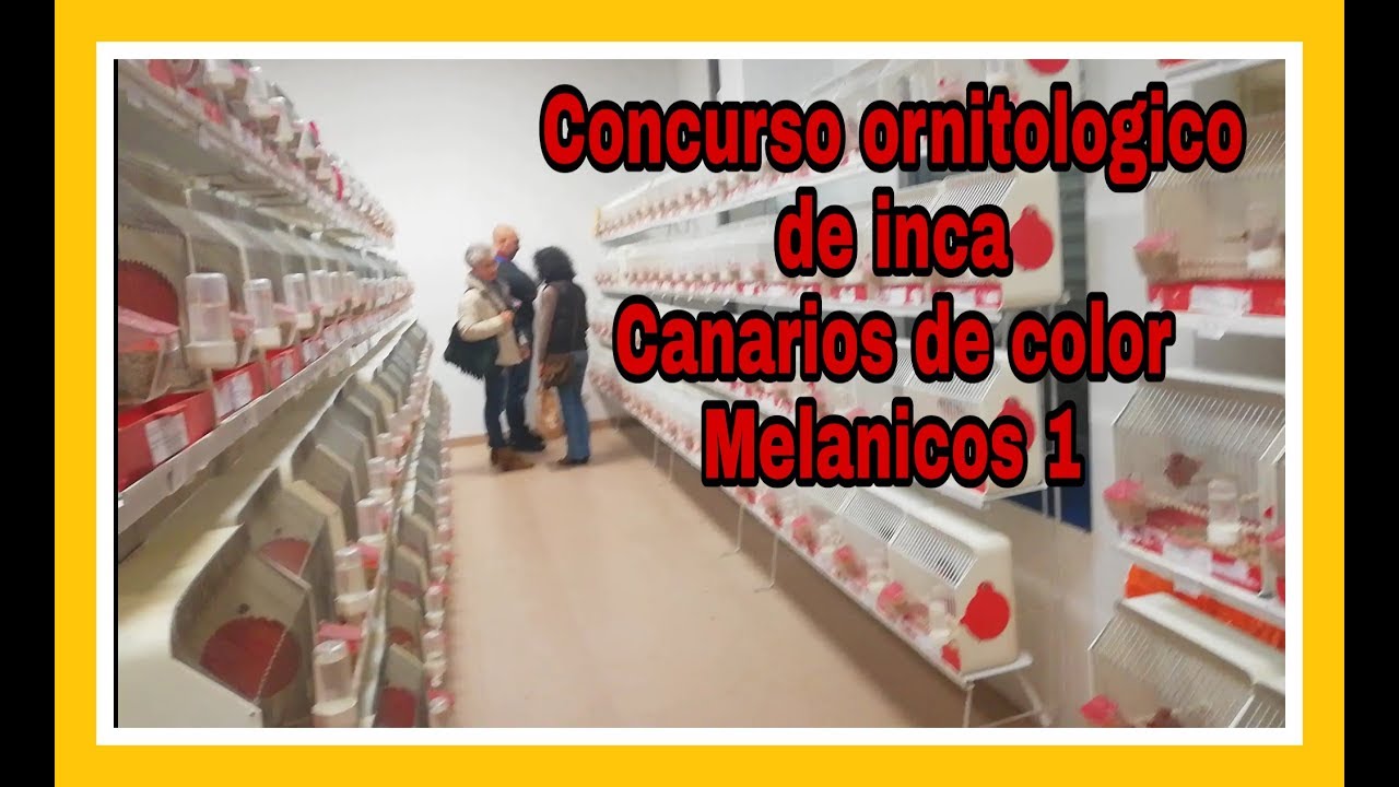 concurso ornitologico de inca canarios de color melanicos 1 - YouTube