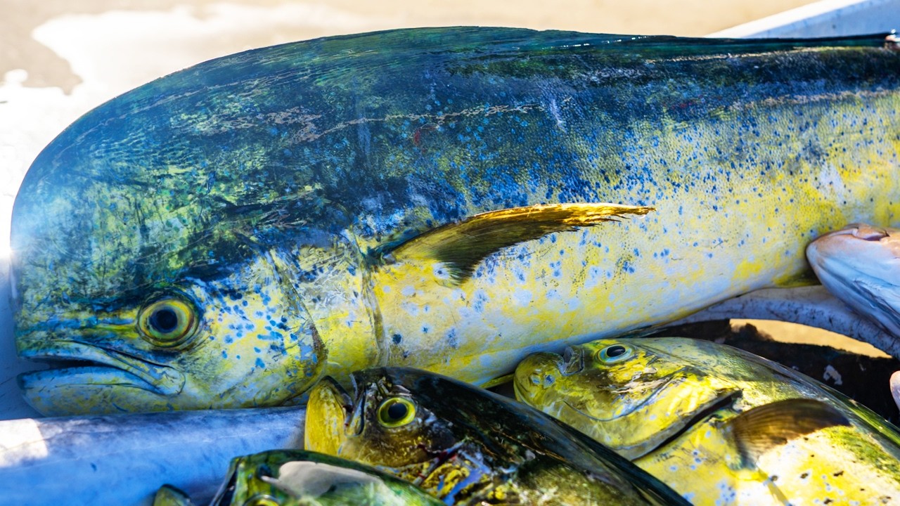 Your Guide to Catching Mahi Mahi in the Florida Keys - YouTube