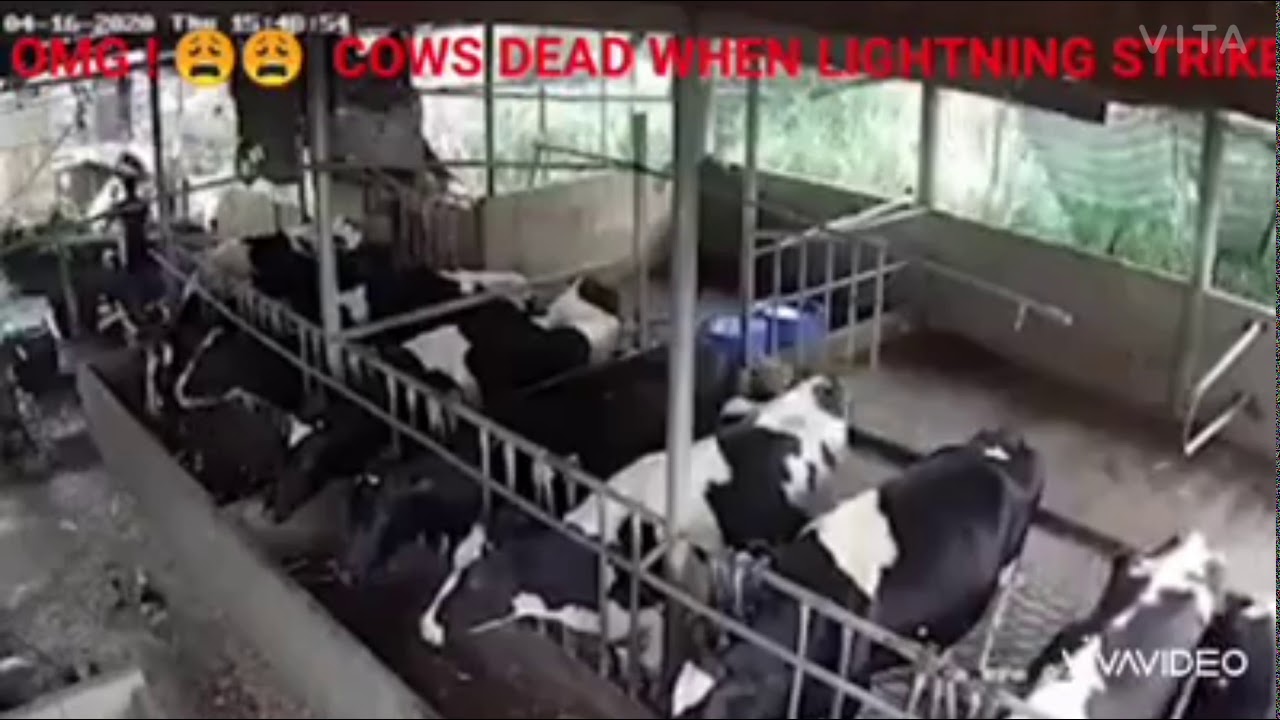 All Cows Dead when Lightning Strike😱⚡⚡ - YouTube