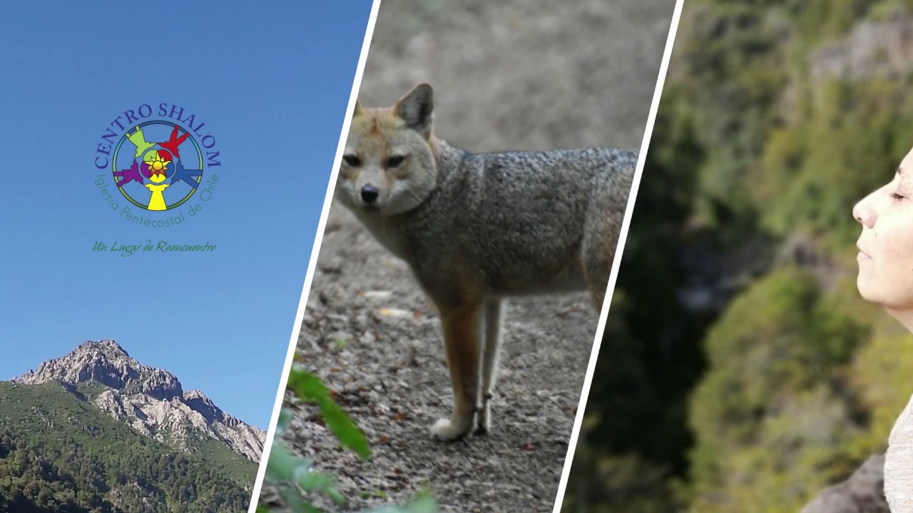 Centro Shalom 2020 - YouTube