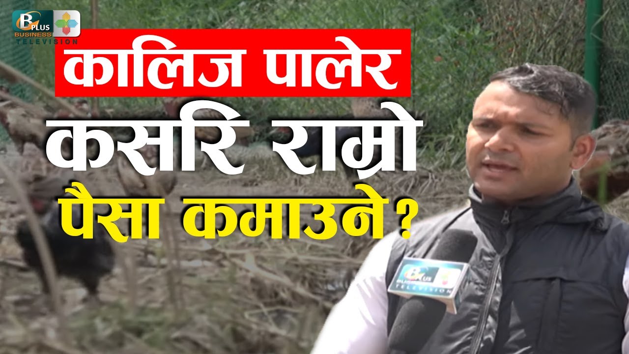 कालिजपालनमा युवाको आकर्षण बढ्दो, कालिज पालेर राम्रो पैसा कमाउन सक्ने ...