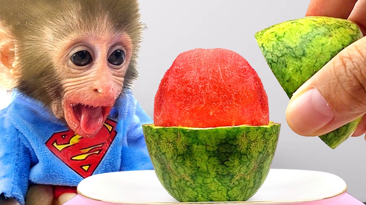 WOW! Baby monkey Bon Bon Eat Watermelon and Playing With Cute Puppy in ...