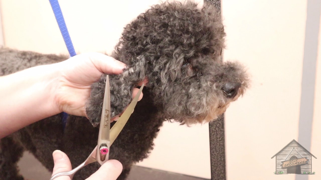 Grooming a Senior Mini Poo - YouTube