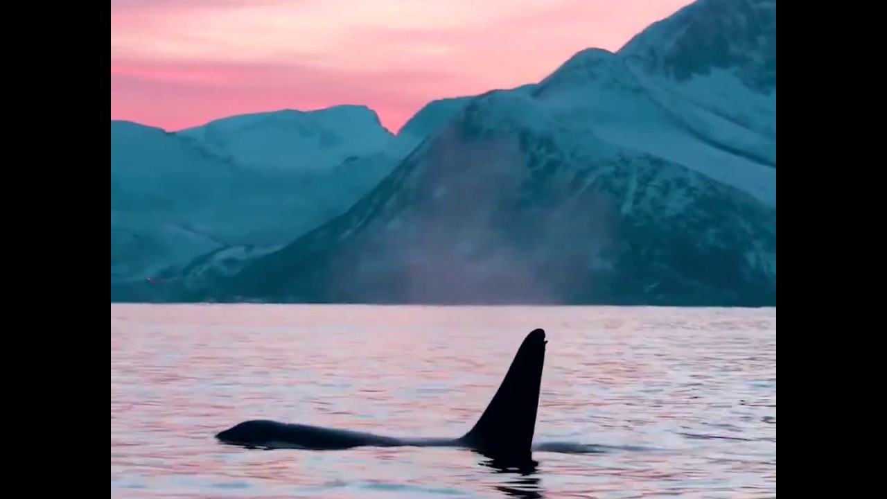 Beautiful scenes with orcas and Aurora Borealis Observatory Visit Senja ...