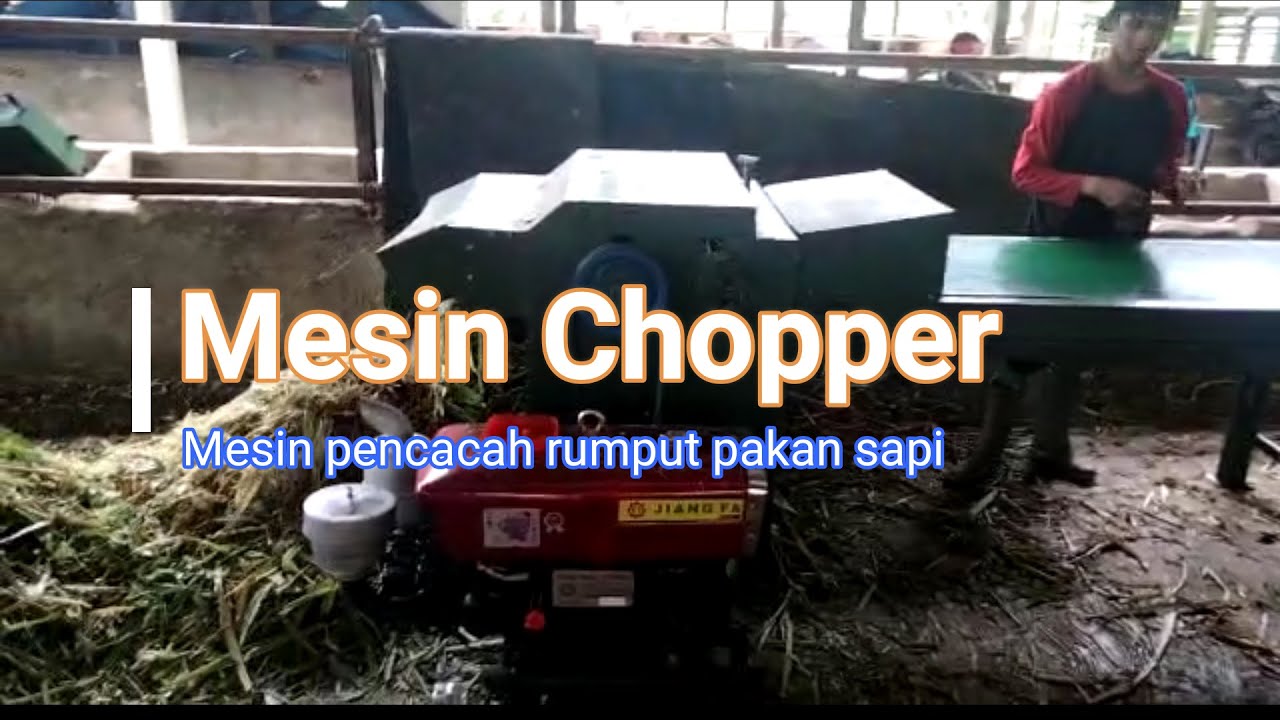 Mesin Pencacah Rumput Untuk Pakan Sapi Dengan Conveyor Belt - YouTube