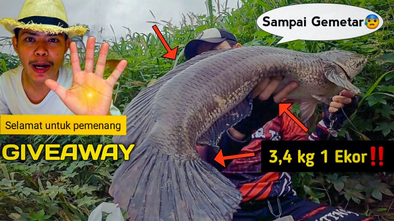 IKAN GABUS TERBESAR!! PEMENANG GIVEAWAY PE Satu 10.000 Subricibe - YouTube