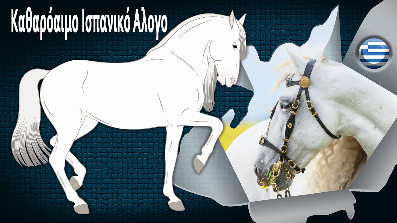 Καθαρόαιμο Ισπανικό Άλογο, πολύ κομψά άλογα, με ψηλούς βηματισμούς ...
