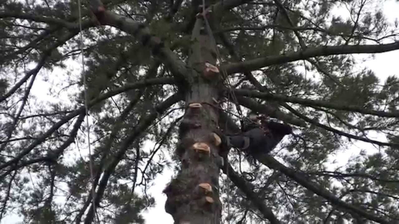 100 Foot Tree Take Down - YouTube
