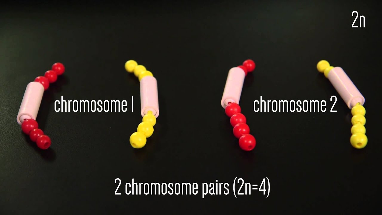 Mitosis Beads Activity - YouTube