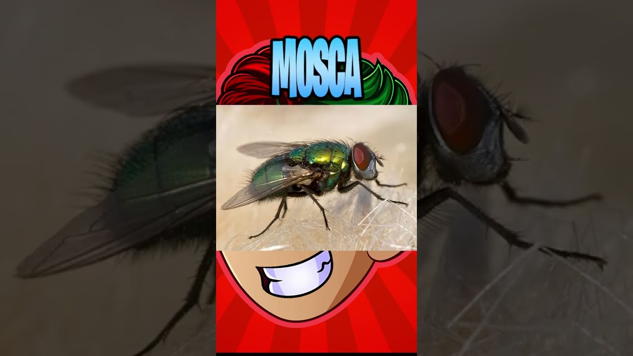 ¿Habías visto antes una mosca vista desde un microscopio? 🪰🔬 #shorts ...