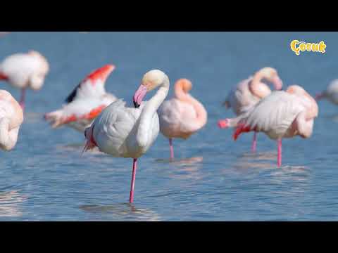 Hayvanlar Âlemi / Flamingo